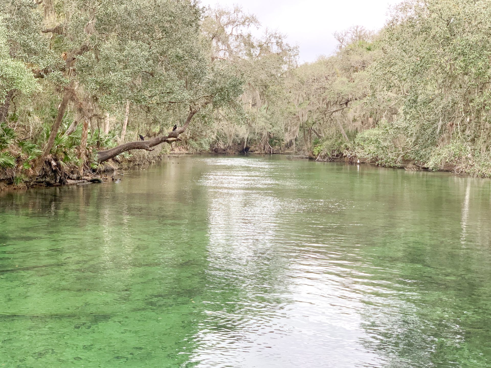 On the Road: Jax to DeLeon Springs and Blue Springs