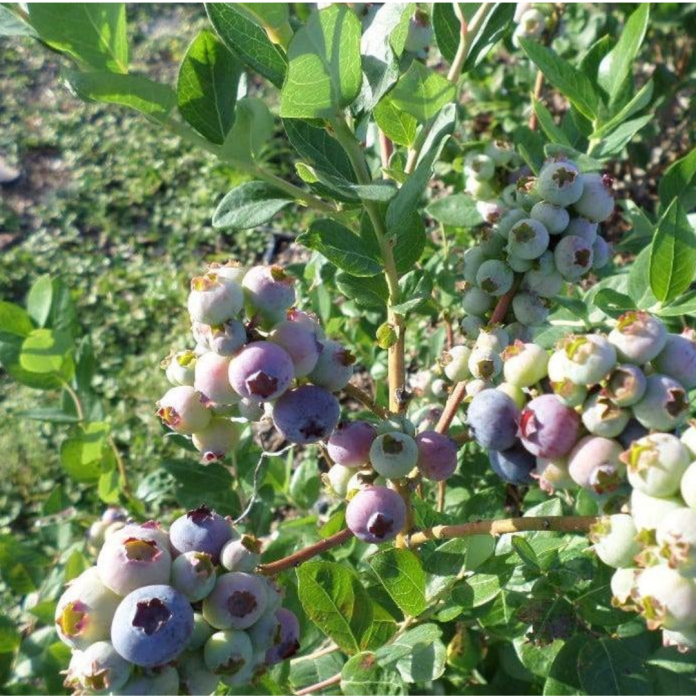 Blueberry Picking Farms in Jacksonville