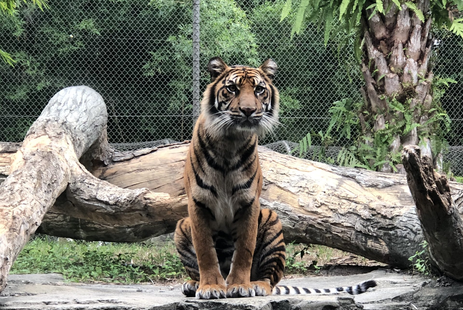 Roar and Explore: A Mom's Guide to the Jacksonville Zoo and Gardens